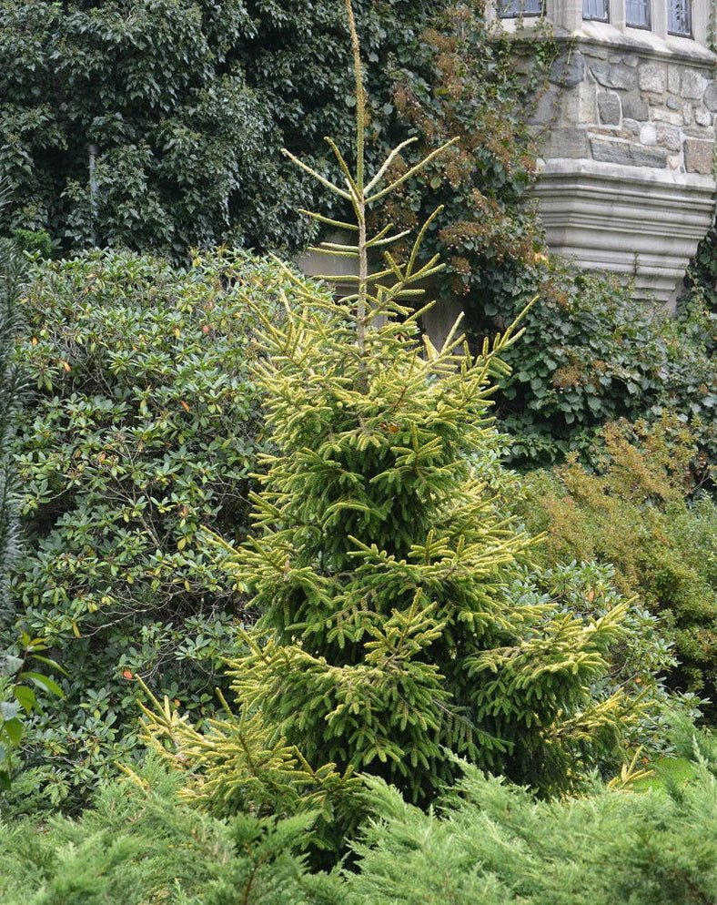 Buy Picea orientalis 'Skylands' Golden Oriental Spruce — Mr Maple │ Buy ...
