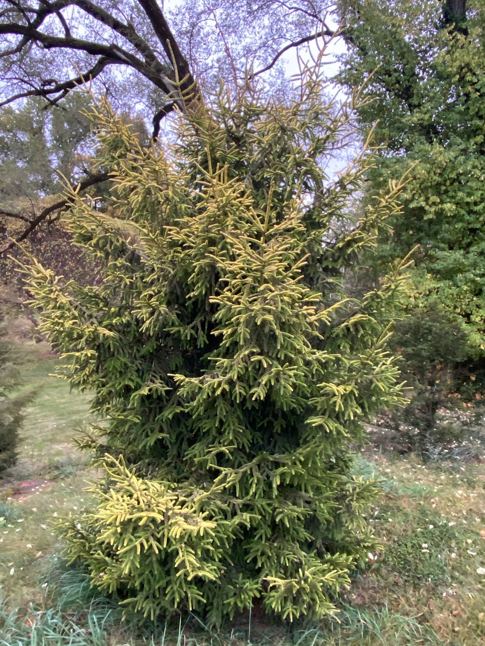 Buy Picea orientalis 'Skylands' Golden Oriental Spruce — Mr Maple │ Buy ...