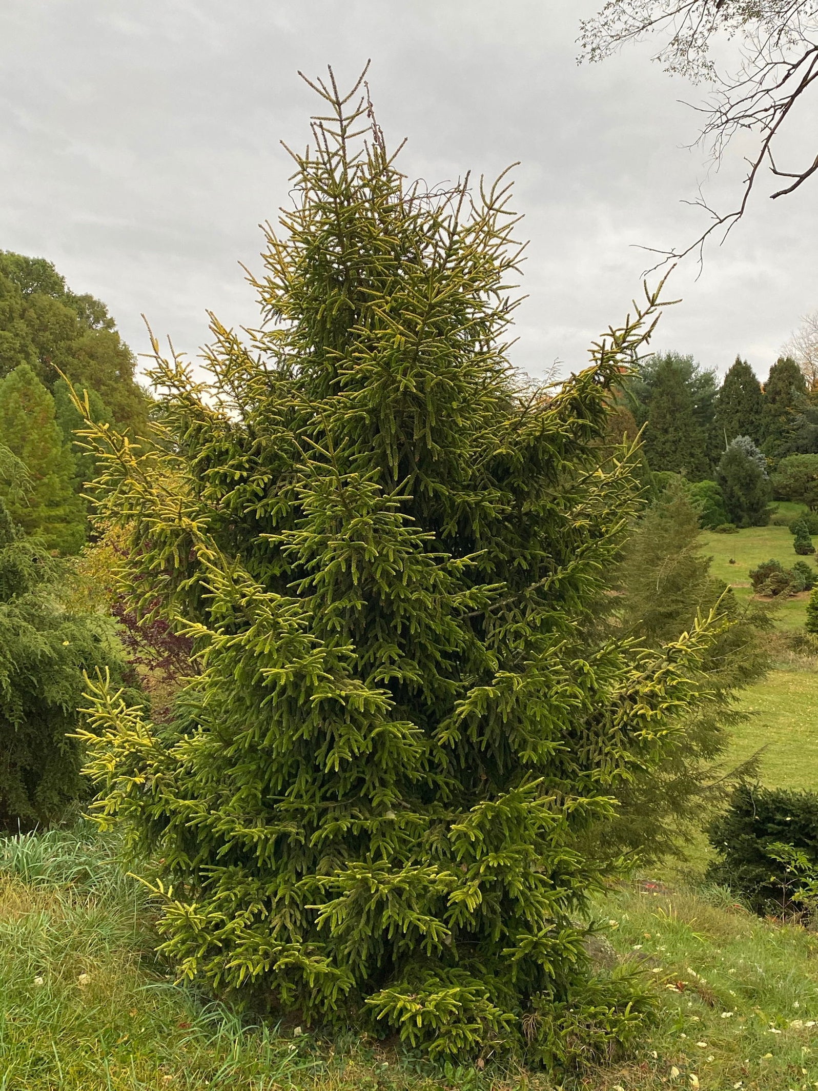 Buy Picea orientalis 'Skylands' Golden Oriental Spruce — Mr Maple │ Buy ...