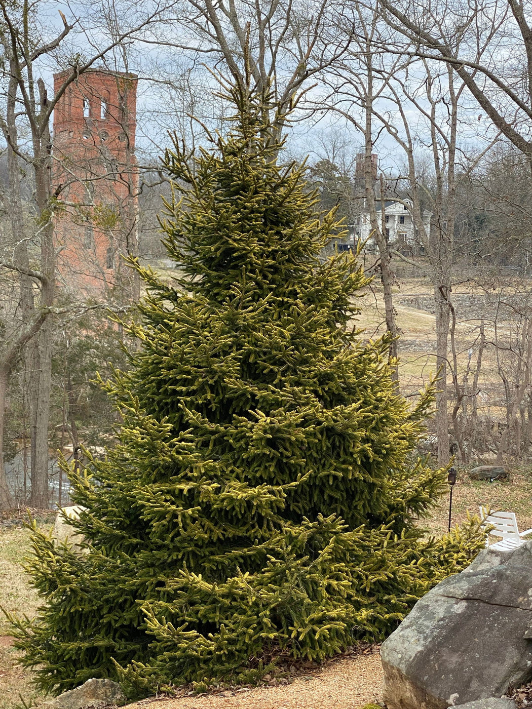 Buy Picea orientalis 'Skylands' Golden Oriental Spruce — Mr Maple │ Buy ...