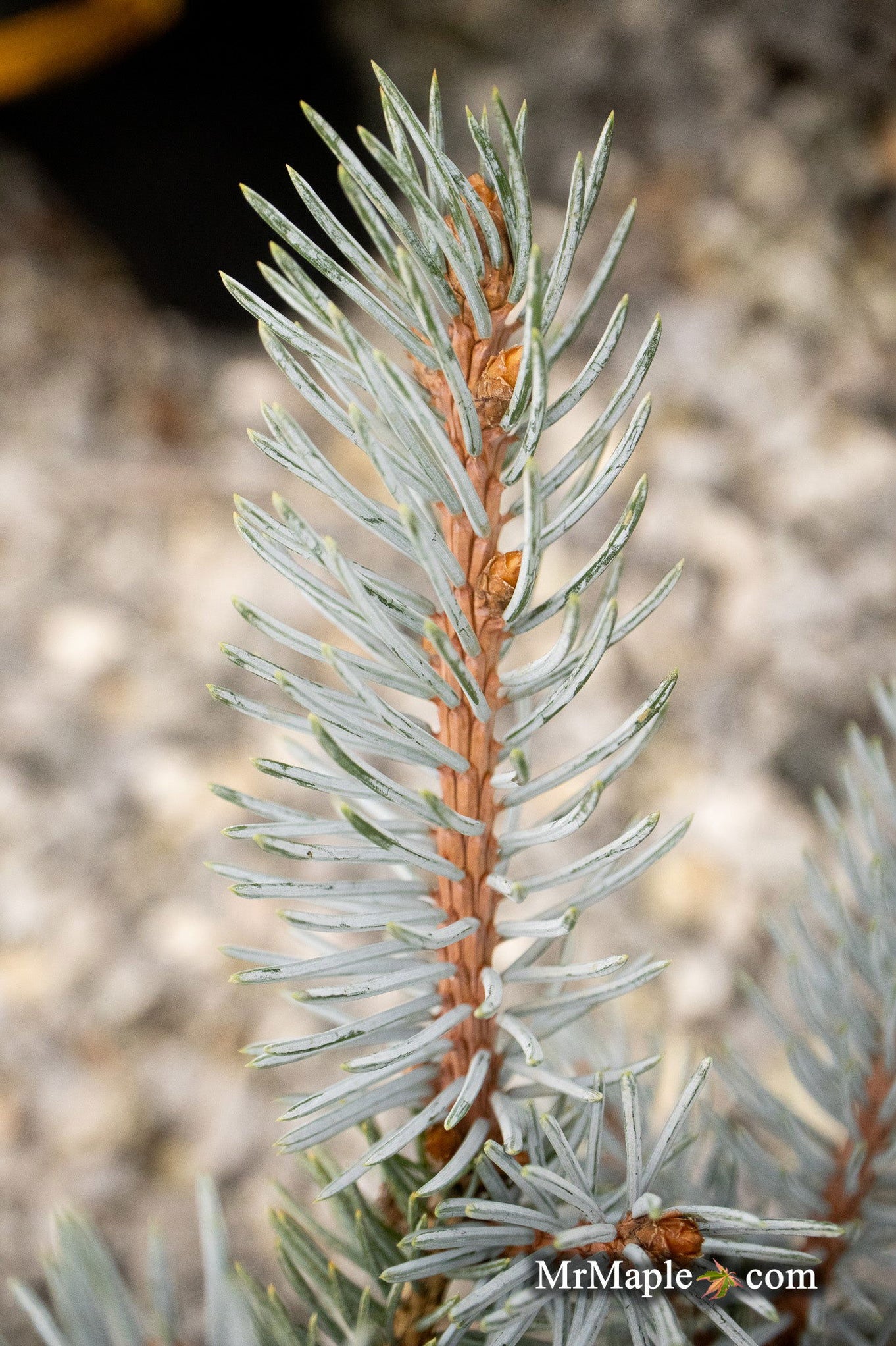 Buy Picea pungens ‘Continental' Colorado Spruce — Mr Maple │ Buy ...