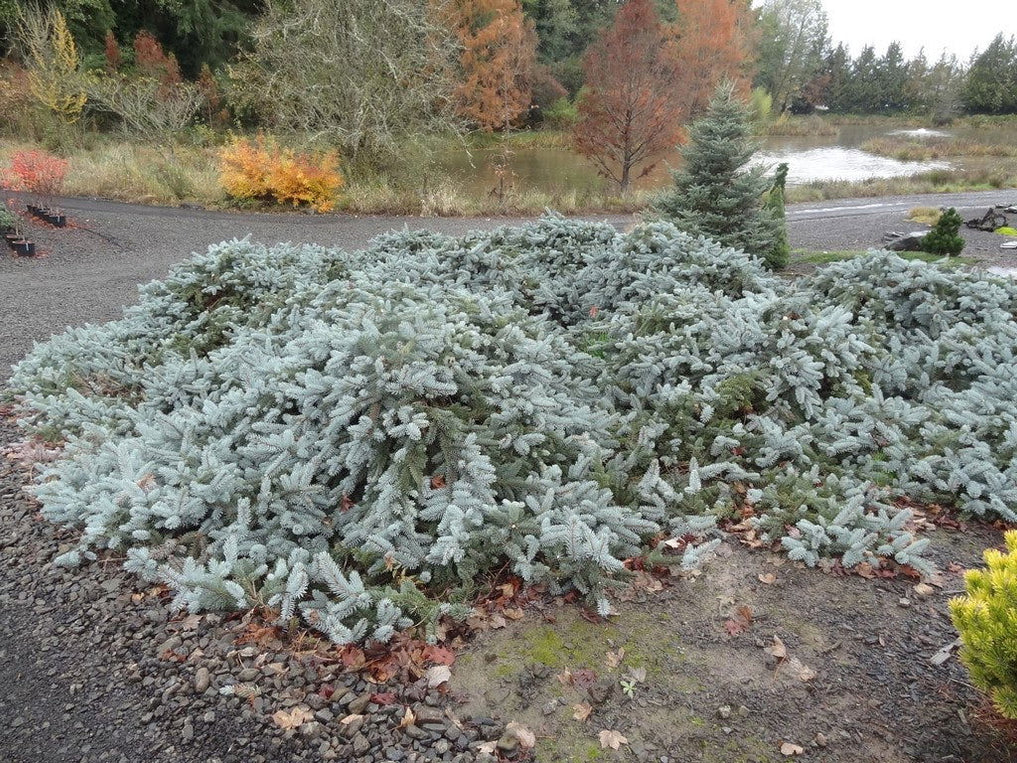 Buy Picea pungens ‘Dietz Prostrate' Weeping Blue Spruce — Mr Maple ...