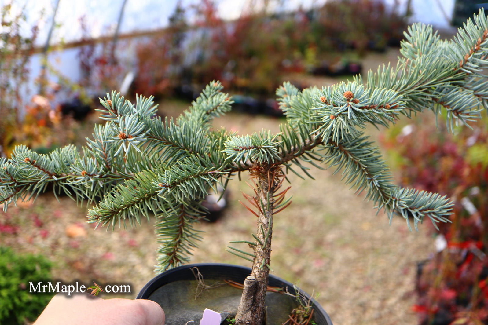 Buy Picea pungens ‘Dietz Prostrate' Weeping Blue Spruce — Mr Maple ...