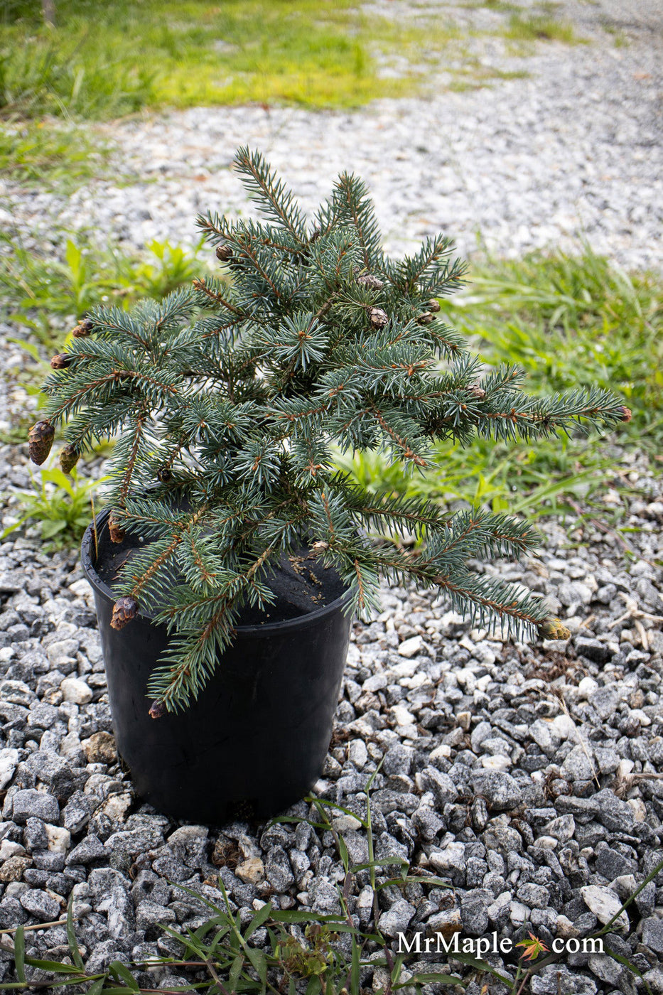 Buy Picea pungens ‘Early Cones' Colorado Spruce — Mr Maple │ Buy ...