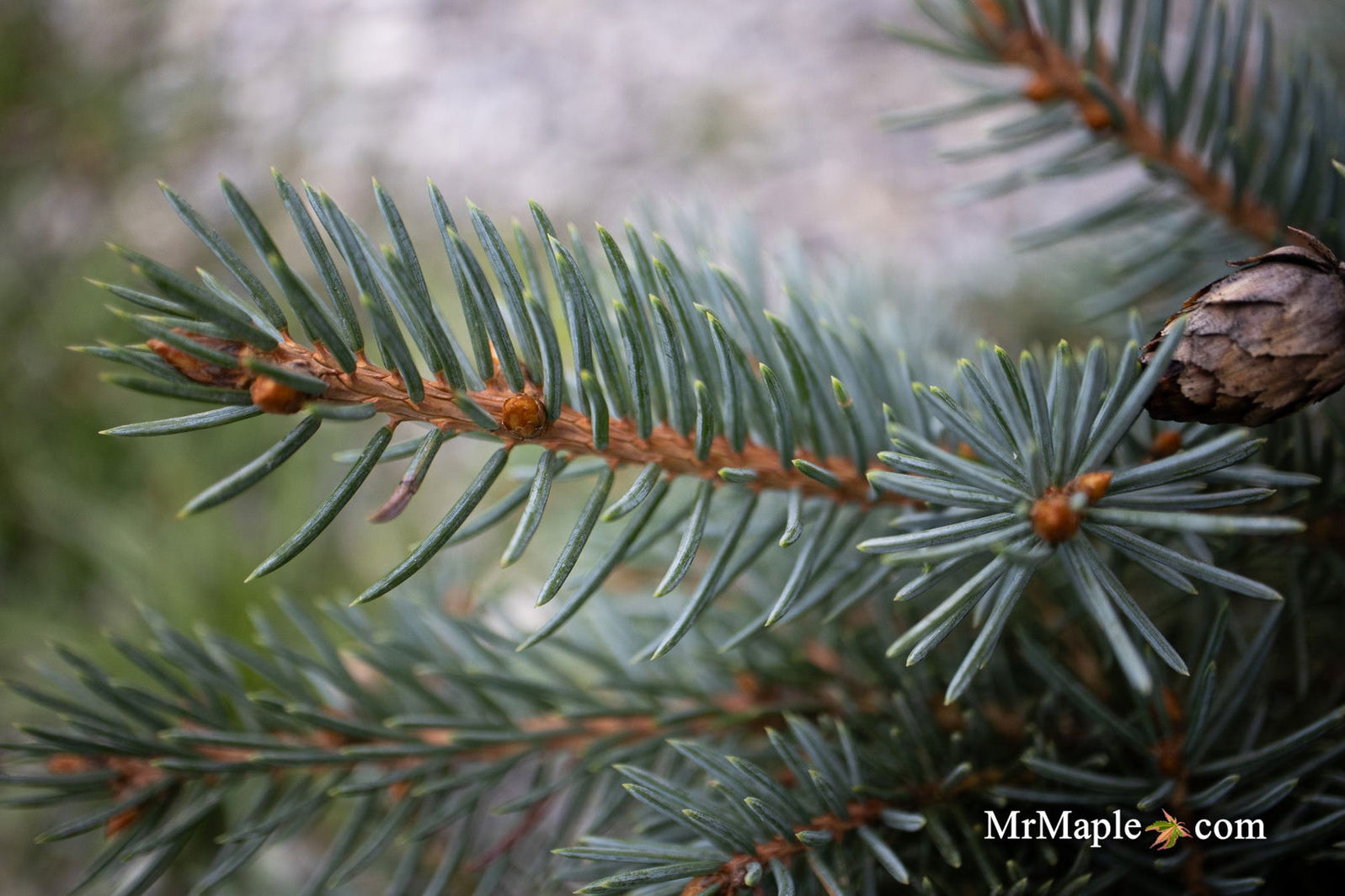 Buy Picea pungens ‘Early Cones' Colorado Spruce — Mr Maple │ Buy ...