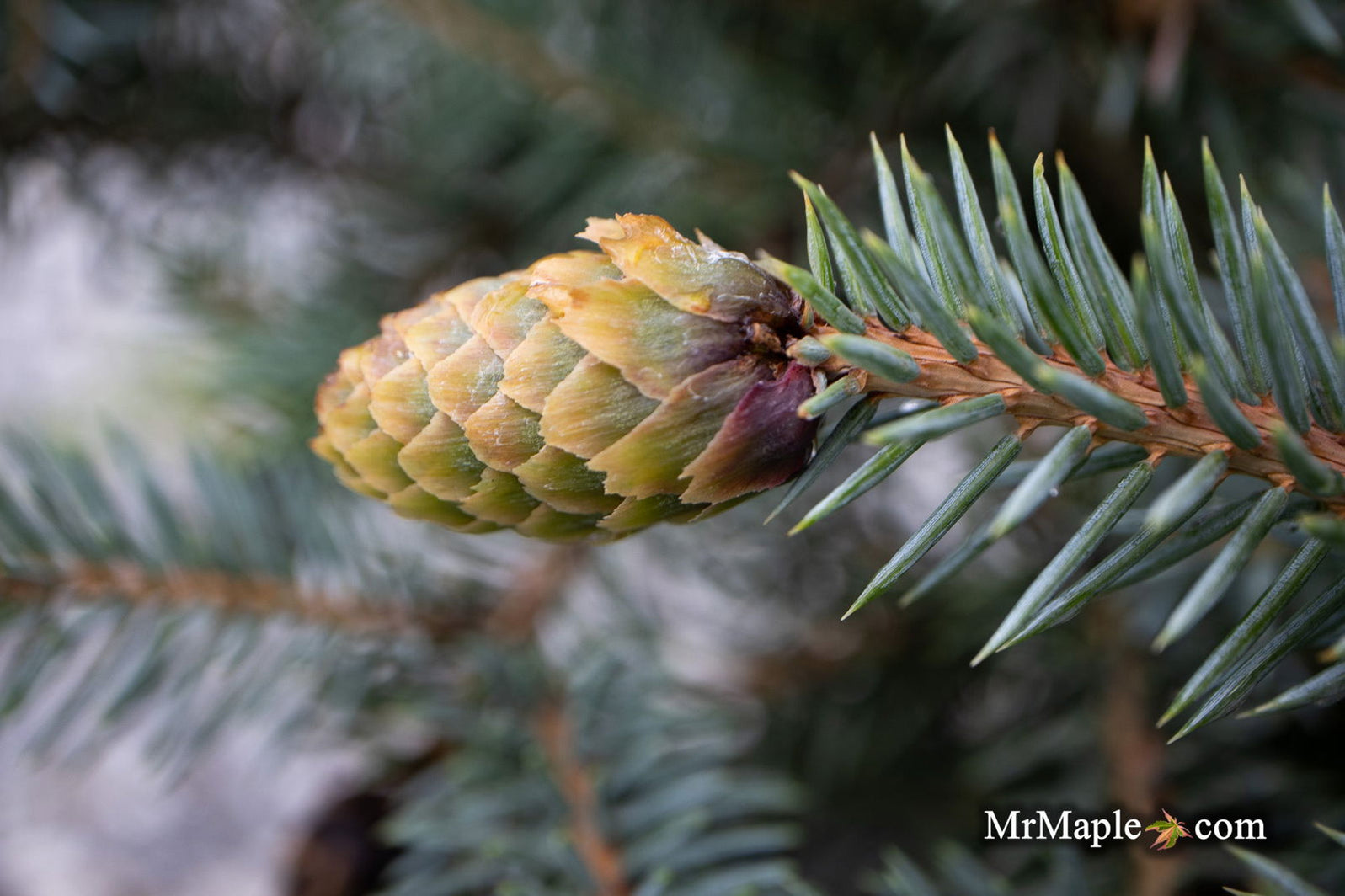 Buy Picea pungens ‘Early Cones' Colorado Spruce — Mr Maple │ Buy ...