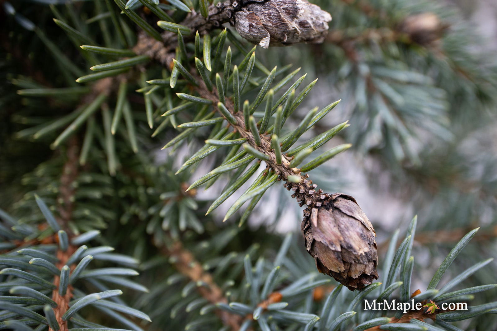 Buy Picea pungens ‘Early Cones' Colorado Spruce — Mr Maple │ Buy ...