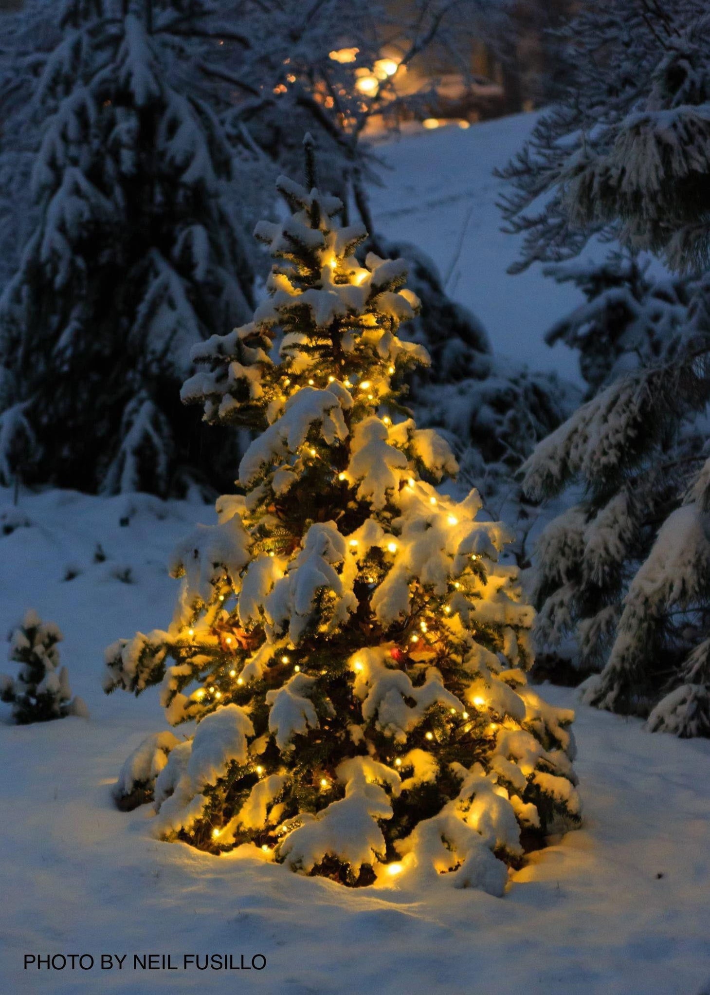 Picea pungens ‘Fat Albert' Pyramidal Blue Colorado Spruce — Mr Maple ...
