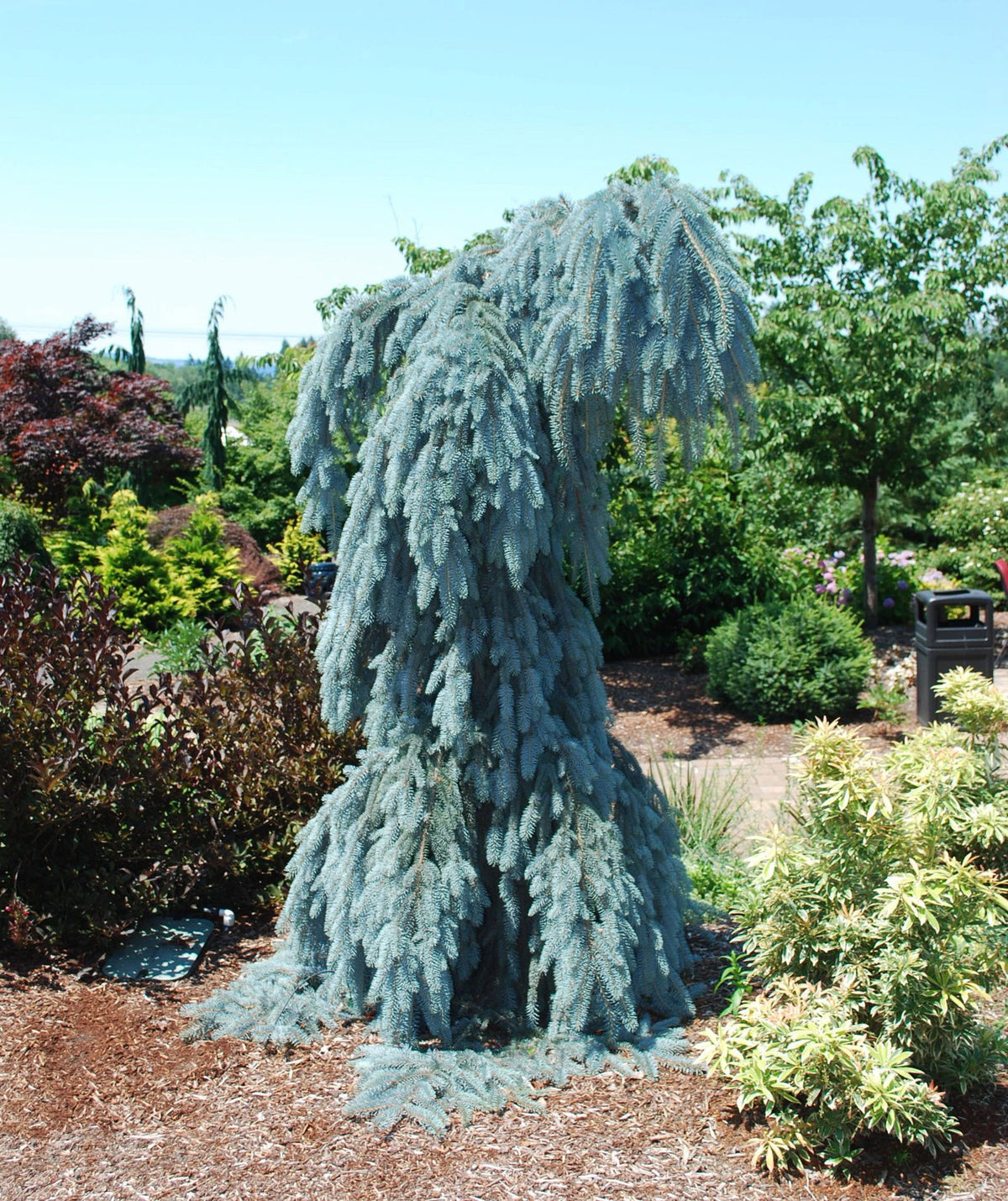 Buy Picea pungens ‘Glauca Slenderina Pendula' Weeping Blue Spruce — Mr ...