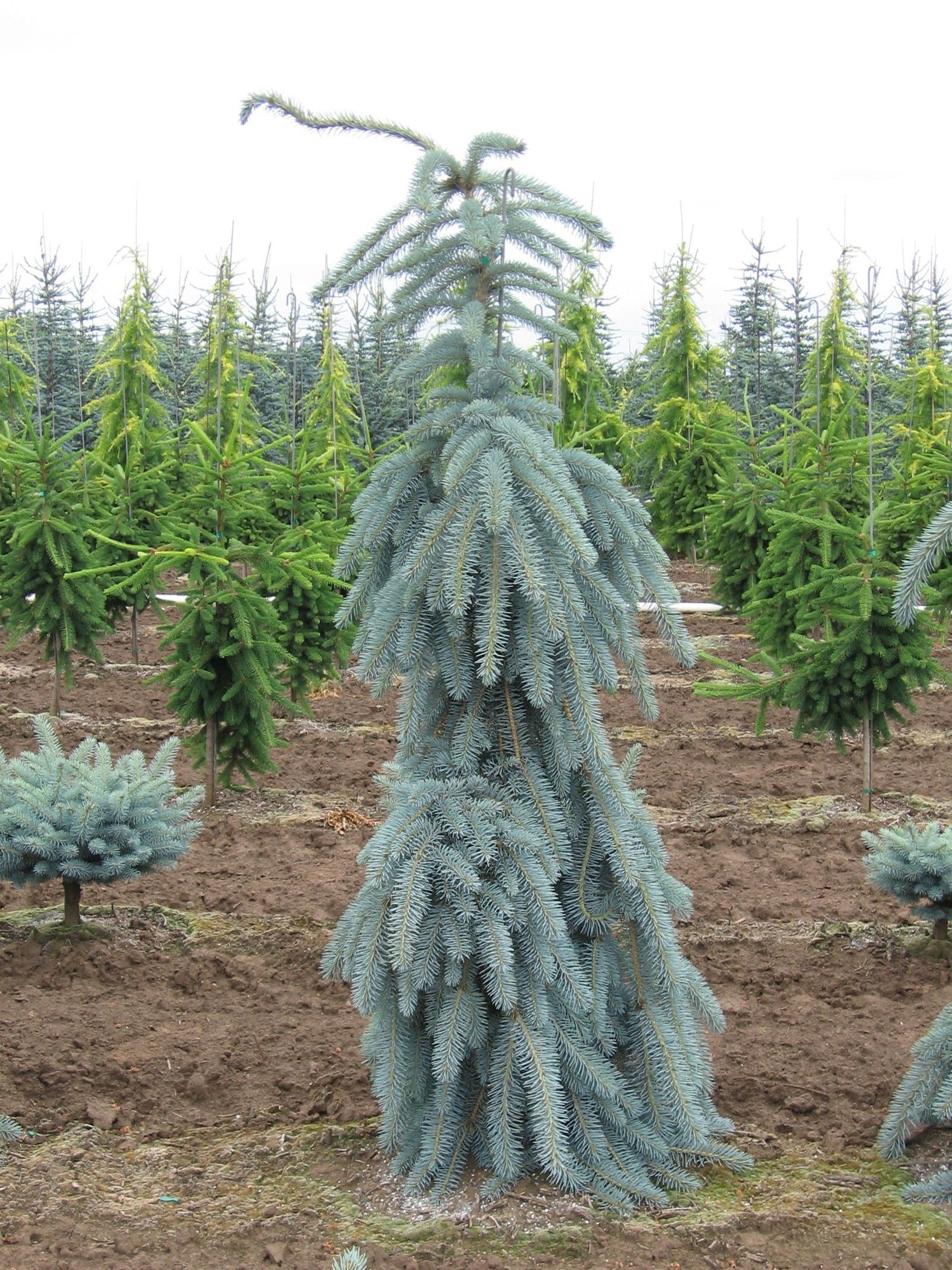 Buy Picea pungens ‘Glauca Slenderina Pendula' Weeping Blue Spruce — Mr ...