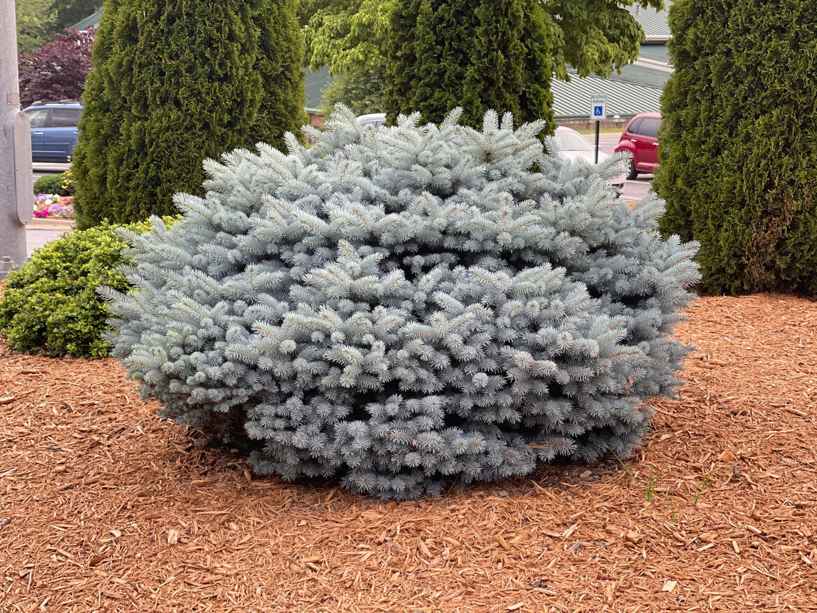 Buy Picea pungens ‘Globosa' Dwarf Colorado Blue Spruce — Mr Maple │ Buy ...