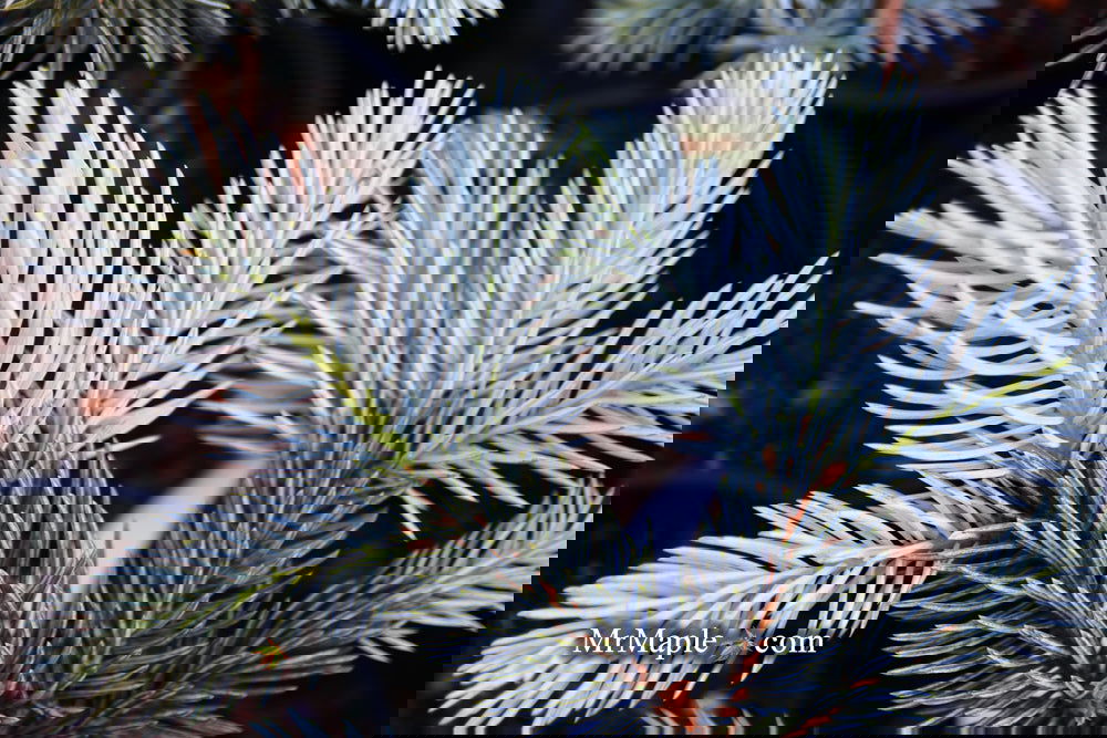 Buy Picea pungens ‘Hoopsii' Colorado Spruce — Mr Maple │ Buy Japanese ...