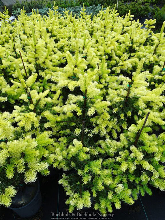 Buy Picea pungens ‘Maigold' Colorado Spruce — Mr Maple │ Buy Japanese ...