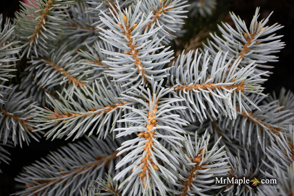 Buy Picea pungens ‘Montgomery' Dwarf Colorado Spruce — Mr Maple │ Buy ...