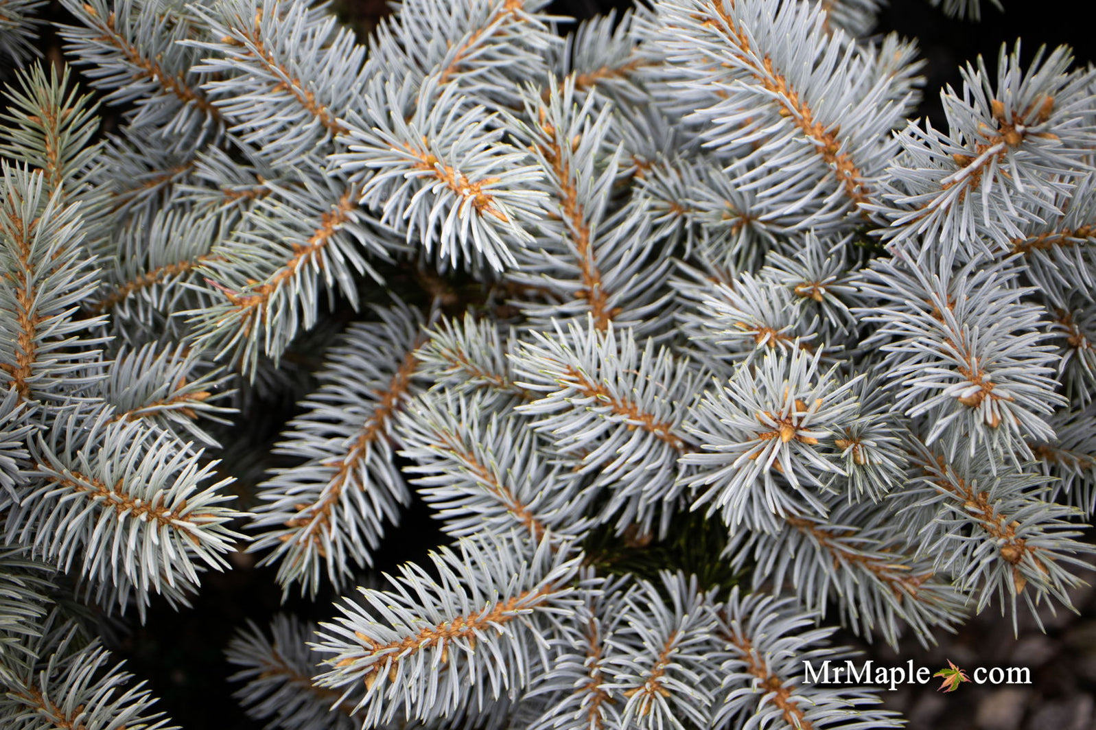 Buy Picea pungens ‘Montgomery' Dwarf Colorado Spruce — Mr Maple │ Buy ...