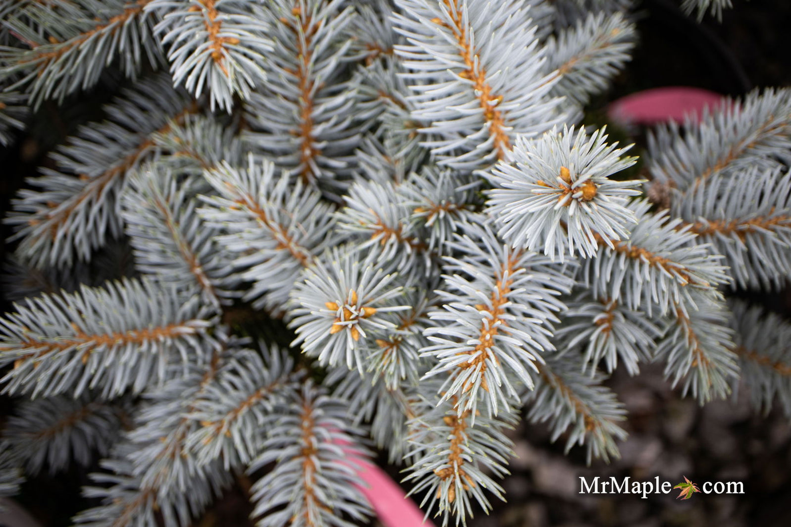 Buy Picea pungens ‘Montgomery' Dwarf Colorado Spruce — Mr Maple │ Buy ...