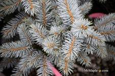 Buy Picea pungens ‘Montgomery' Dwarf Colorado Spruce — Mr Maple │ Buy ...