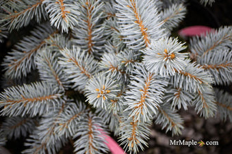 Buy Picea pungens ‘Montgomery' Dwarf Colorado Spruce — Mr Maple │ Buy ...