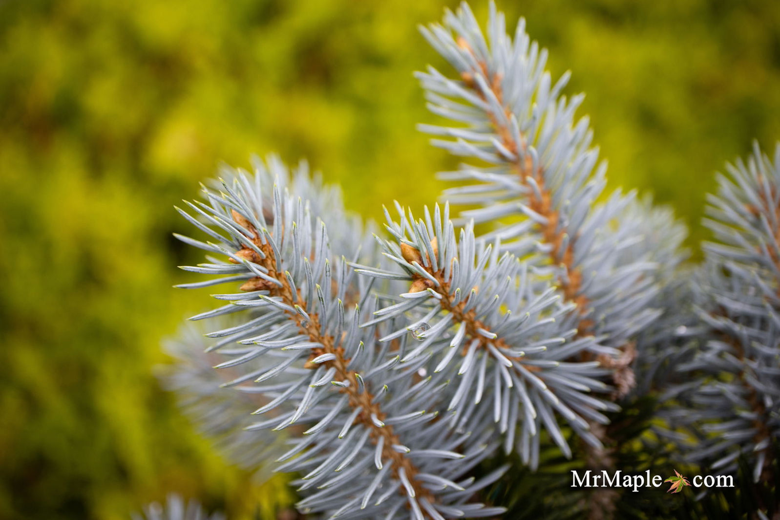 Buy Picea pungens ‘Montgomery' Dwarf Colorado Spruce — Mr Maple │ Buy ...