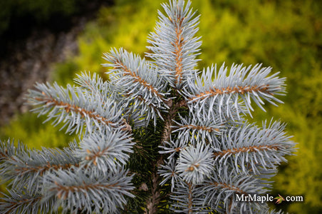 Buy Picea pungens ‘Montgomery' Dwarf Colorado Spruce — Mr Maple │ Buy ...