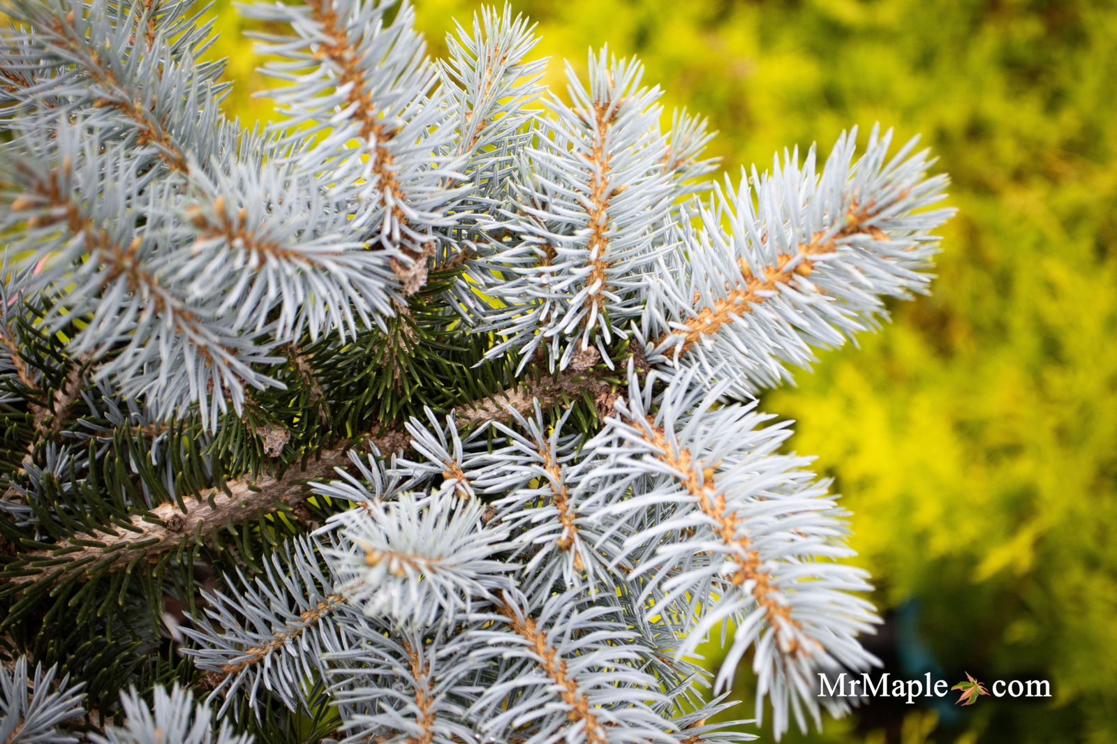 Buy Picea pungens ‘Montgomery' Dwarf Colorado Spruce — Mr Maple │ Buy ...