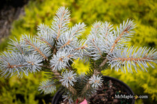Buy Picea pungens ‘Montgomery' Dwarf Colorado Spruce — Mr Maple │ Buy ...