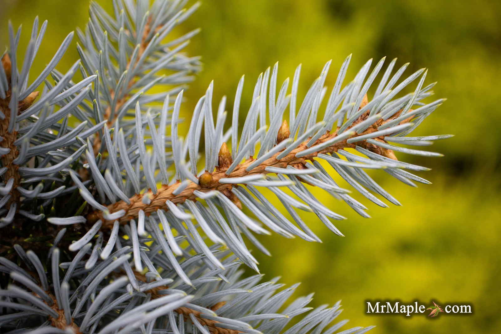 Buy Picea pungens ‘Montgomery' Dwarf Colorado Spruce — Mr Maple │ Buy ...
