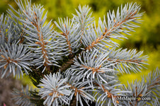 Buy Picea pungens ‘Montgomery' Dwarf Colorado Spruce — Mr Maple │ Buy ...