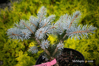 Buy Picea pungens ‘Montgomery' Dwarf Colorado Spruce — Mr Maple │ Buy ...