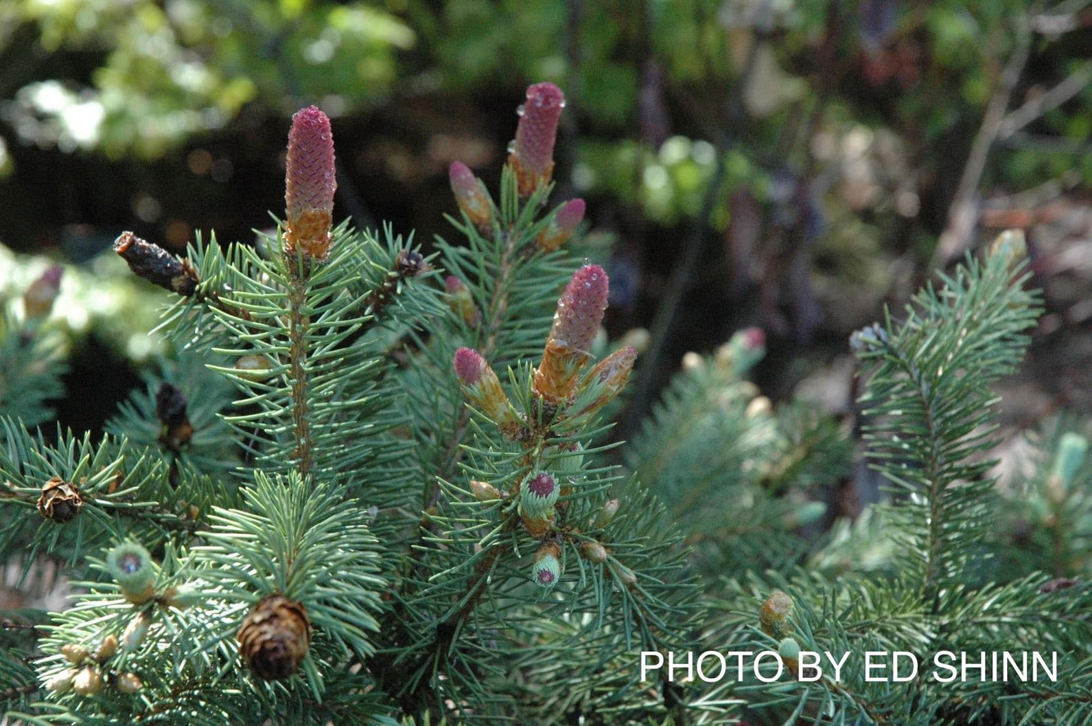 Buy Picea pungens 'Ruby Teardrops' Dwarf Colorado Blue Spruce — Mr ...