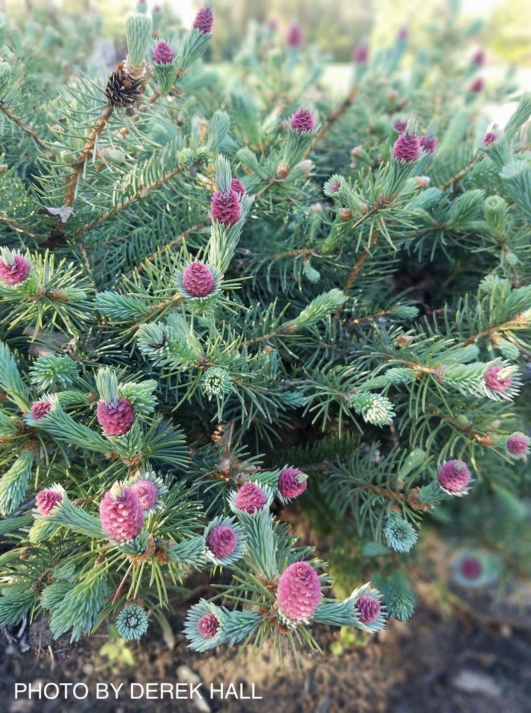 Buy Picea pungens 'Ruby Teardrops' Dwarf Colorado Blue Spruce — Mr ...