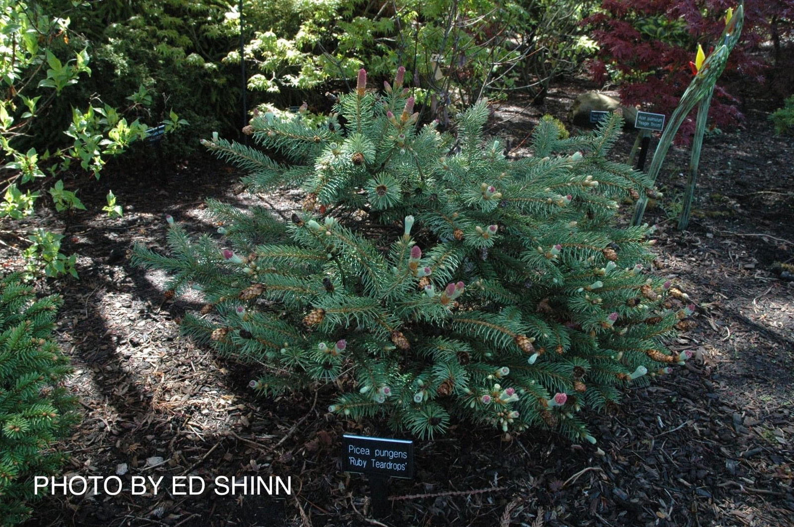 Buy Picea pungens 'Ruby Teardrops' Dwarf Colorado Blue Spruce — Mr ...