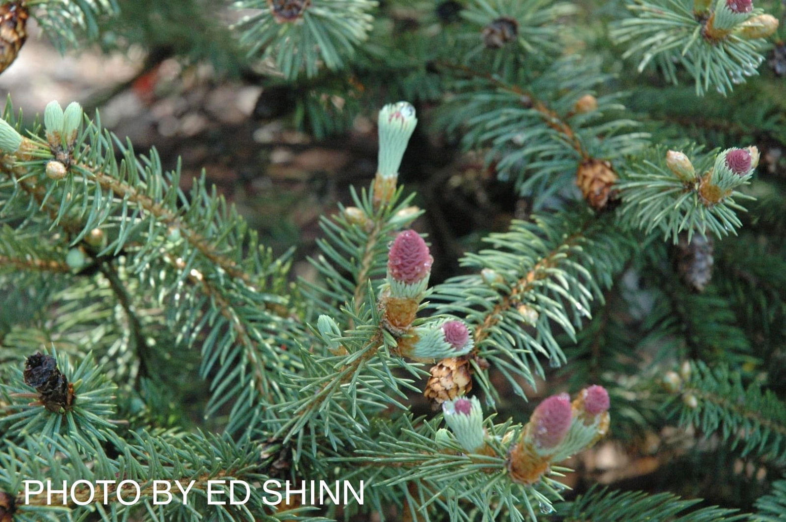 Buy Picea pungens 'Ruby Teardrops' Dwarf Colorado Blue Spruce — Mr ...