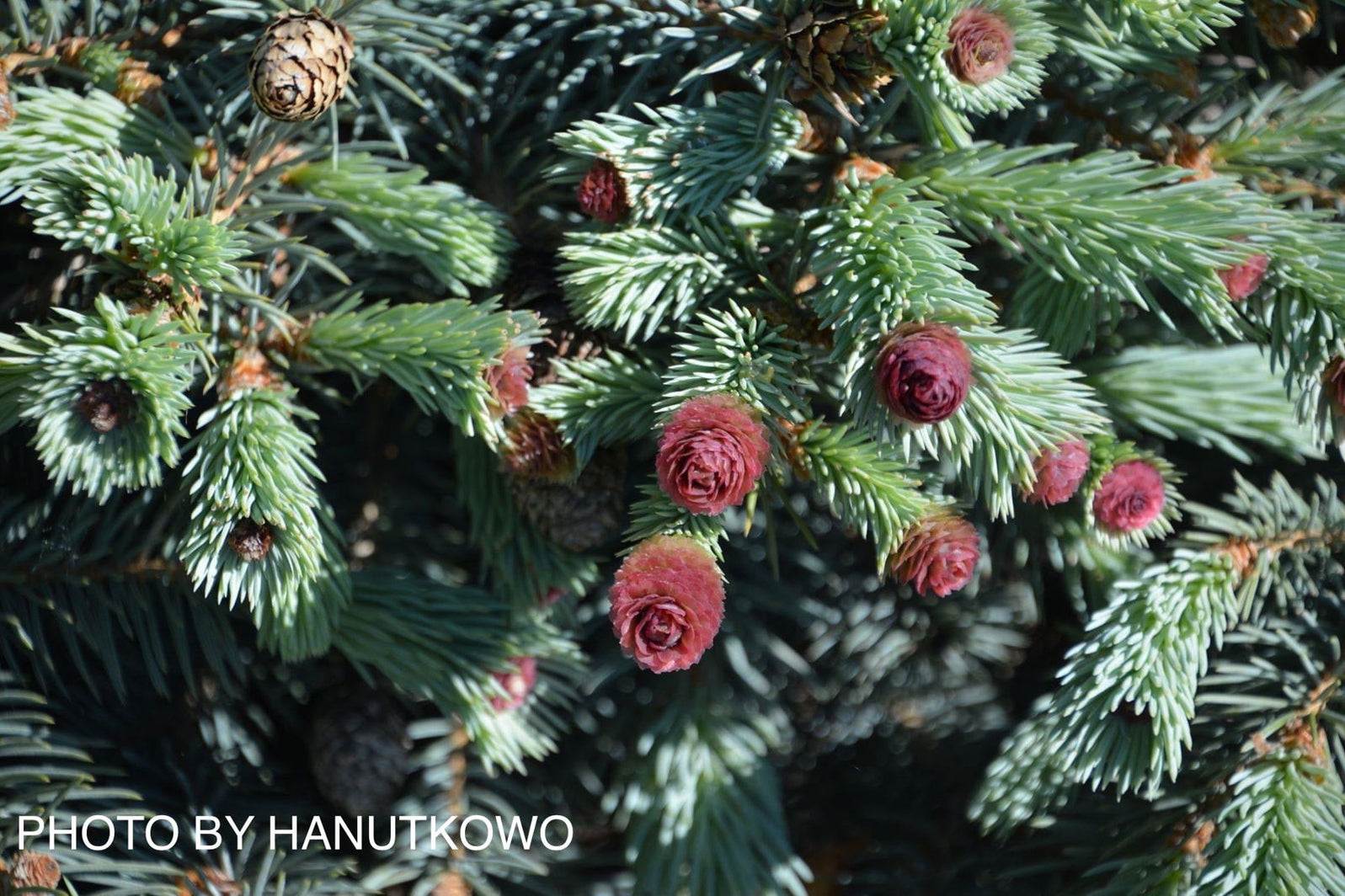 Buy Picea pungens 'Ruby Teardrops' Dwarf Colorado Blue Spruce — Mr ...