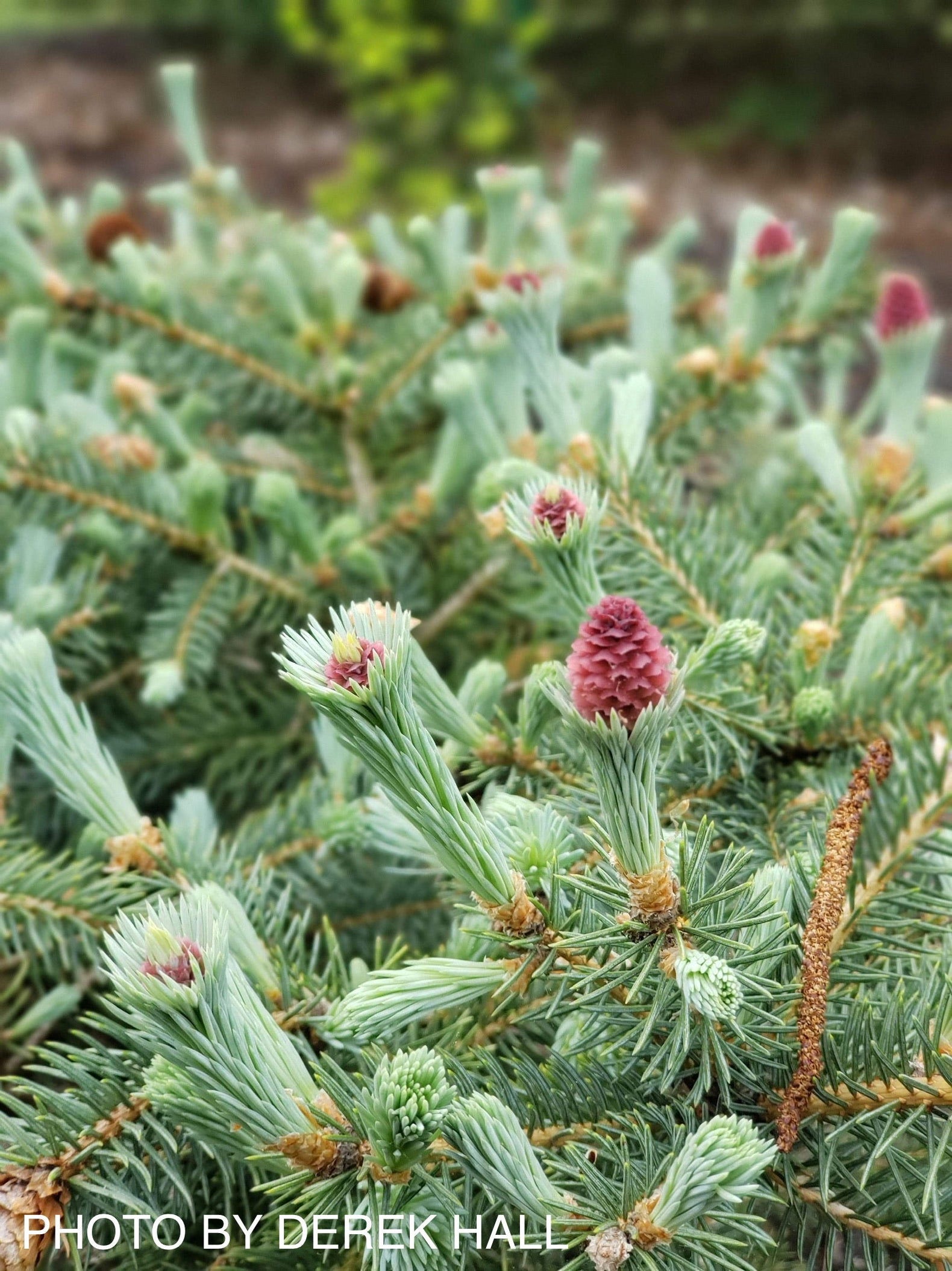 Buy Picea pungens 'Ruby Teardrops' Dwarf Colorado Blue Spruce — Mr ...