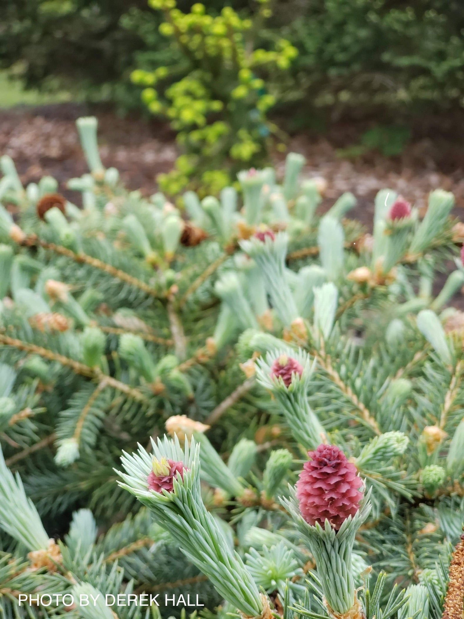 Buy Picea pungens 'Ruby Teardrops' Dwarf Colorado Blue Spruce — Mr ...