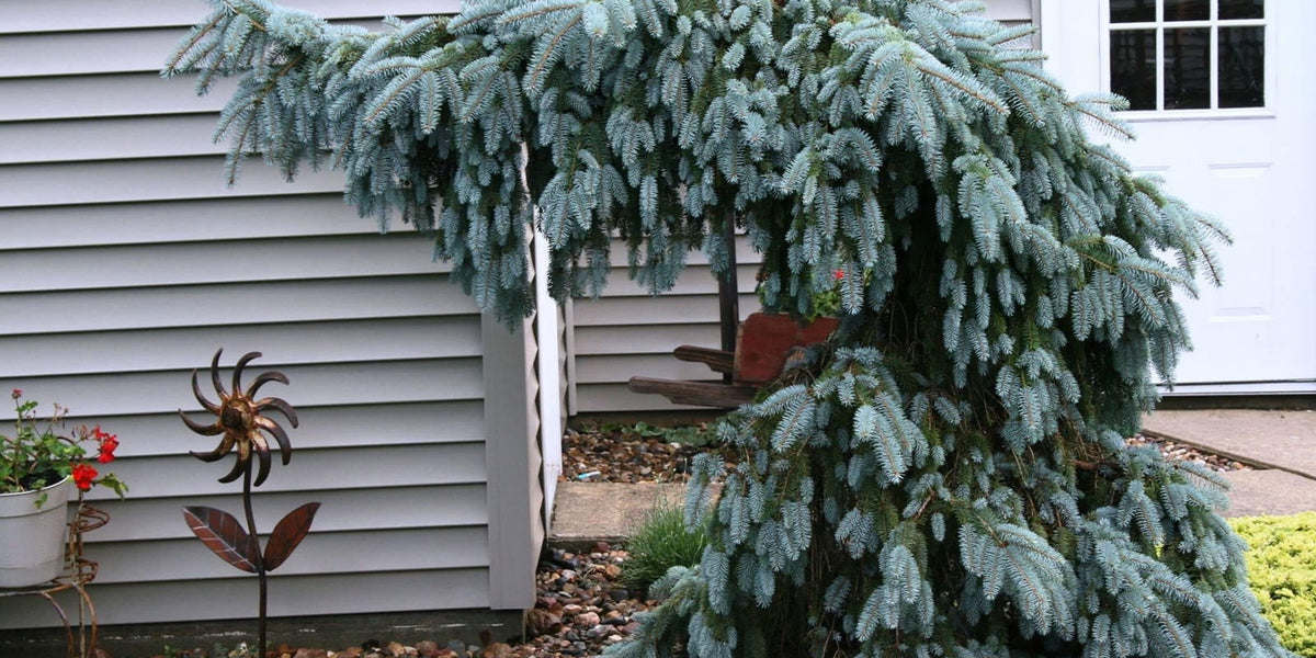 Buy Picea pungens ‘The Blues' Weeping Blue Spruce — Mr Maple │ Buy ...