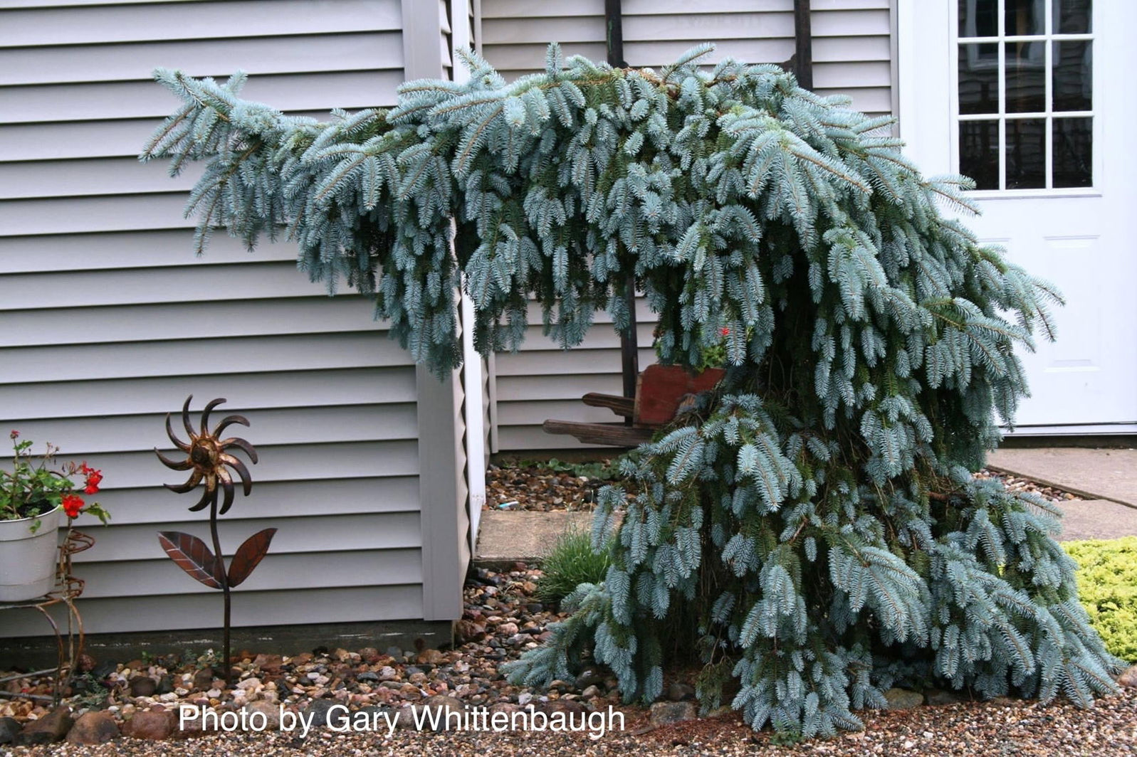Buy Picea pungens ‘The Blues' Weeping Blue Spruce — Mr Maple │ Buy ...
