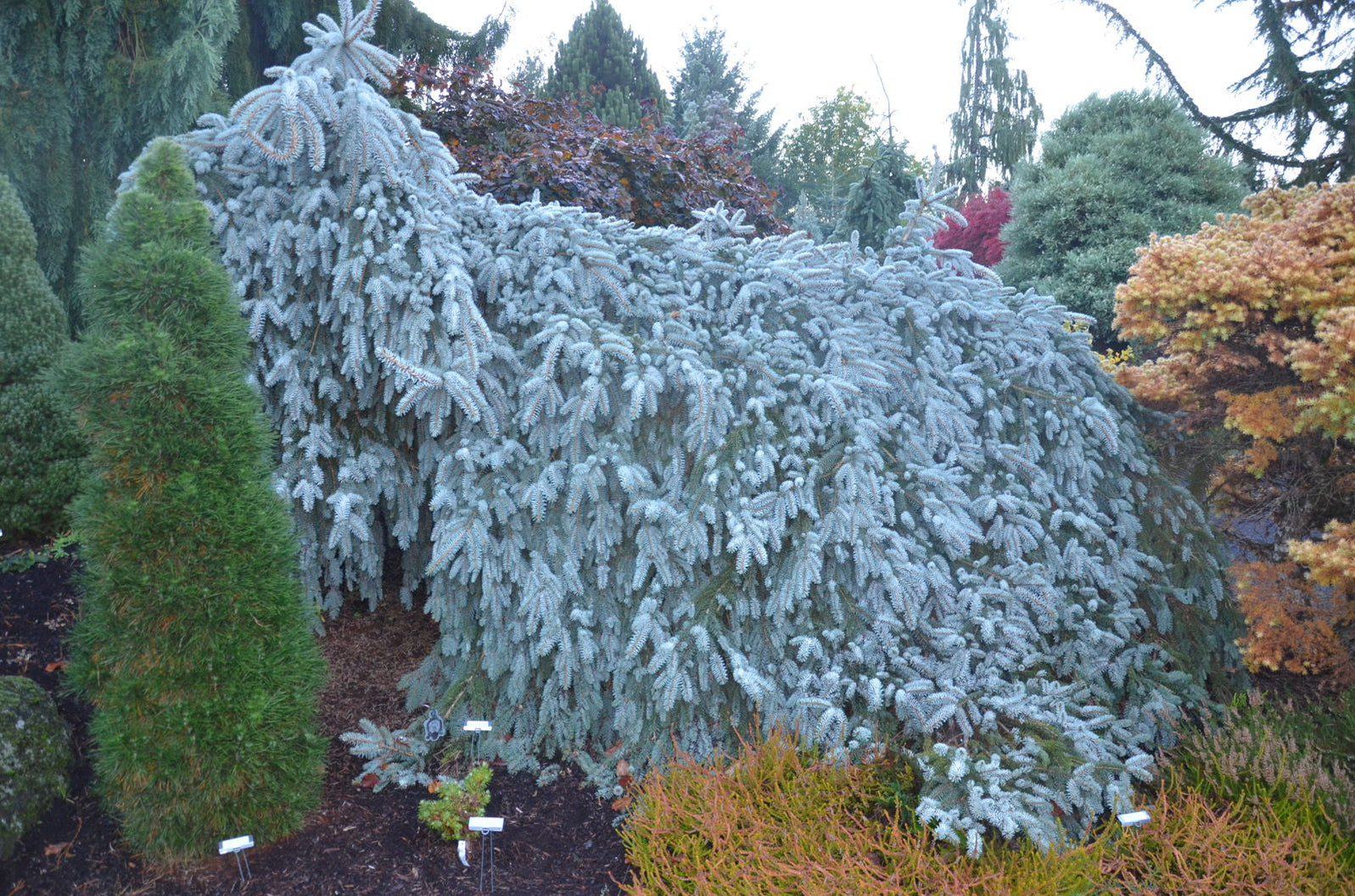 Buy Picea pungens ‘The Blues' Weeping Blue Spruce — Mr Maple │ Buy ...