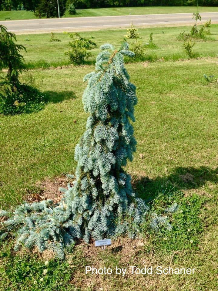 Buy Picea pungens ‘The Blues' Weeping Blue Spruce — Mr Maple │ Buy ...