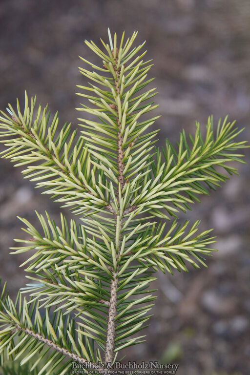 Picea sitchensis 'Hadia' Dwarf Sitka Spruce — Mr Maple │ Buy Japanese ...
