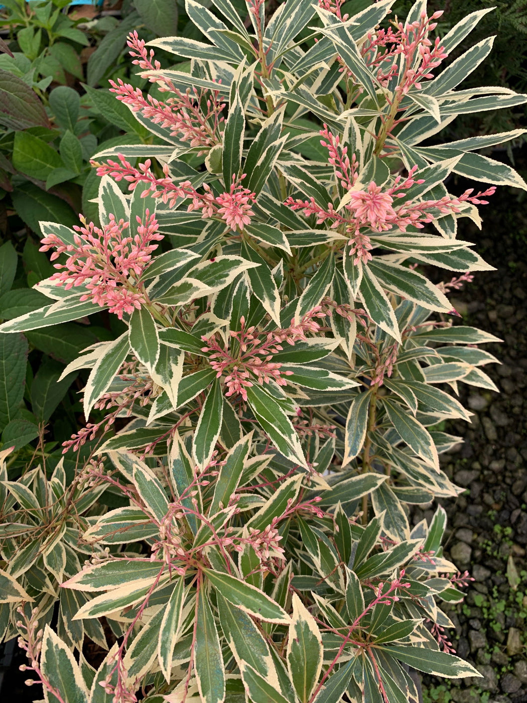 Buy Pieris japonica 'Flaming Silver' Flowering Japanese andromeda — Mr ...