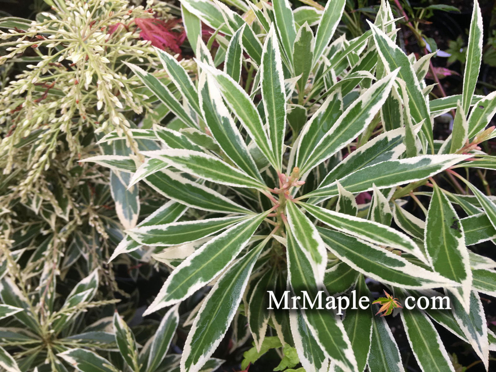 Buy Pieris japonica 'Flaming Silver' Flowering Japanese andromeda — Mr ...