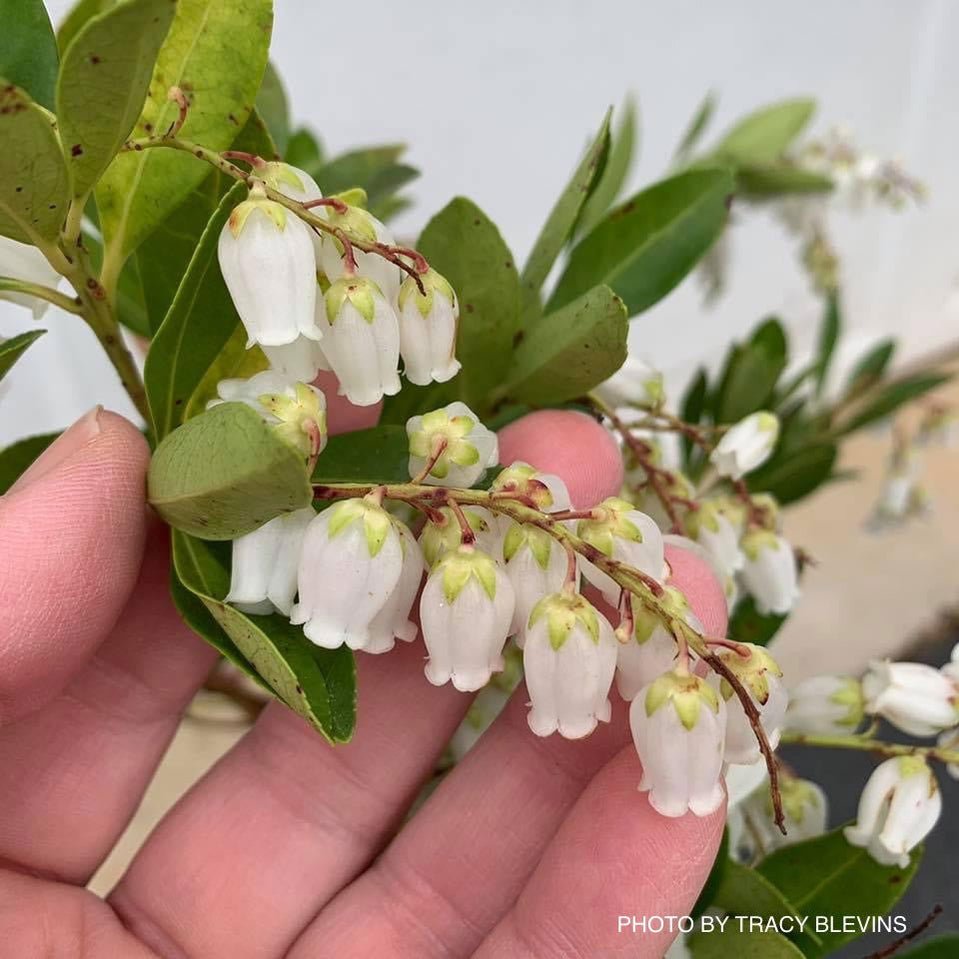 Buy Pieris ryukyuensis 'Temple Bells' Lily of the Valley Bush Andromeda ...