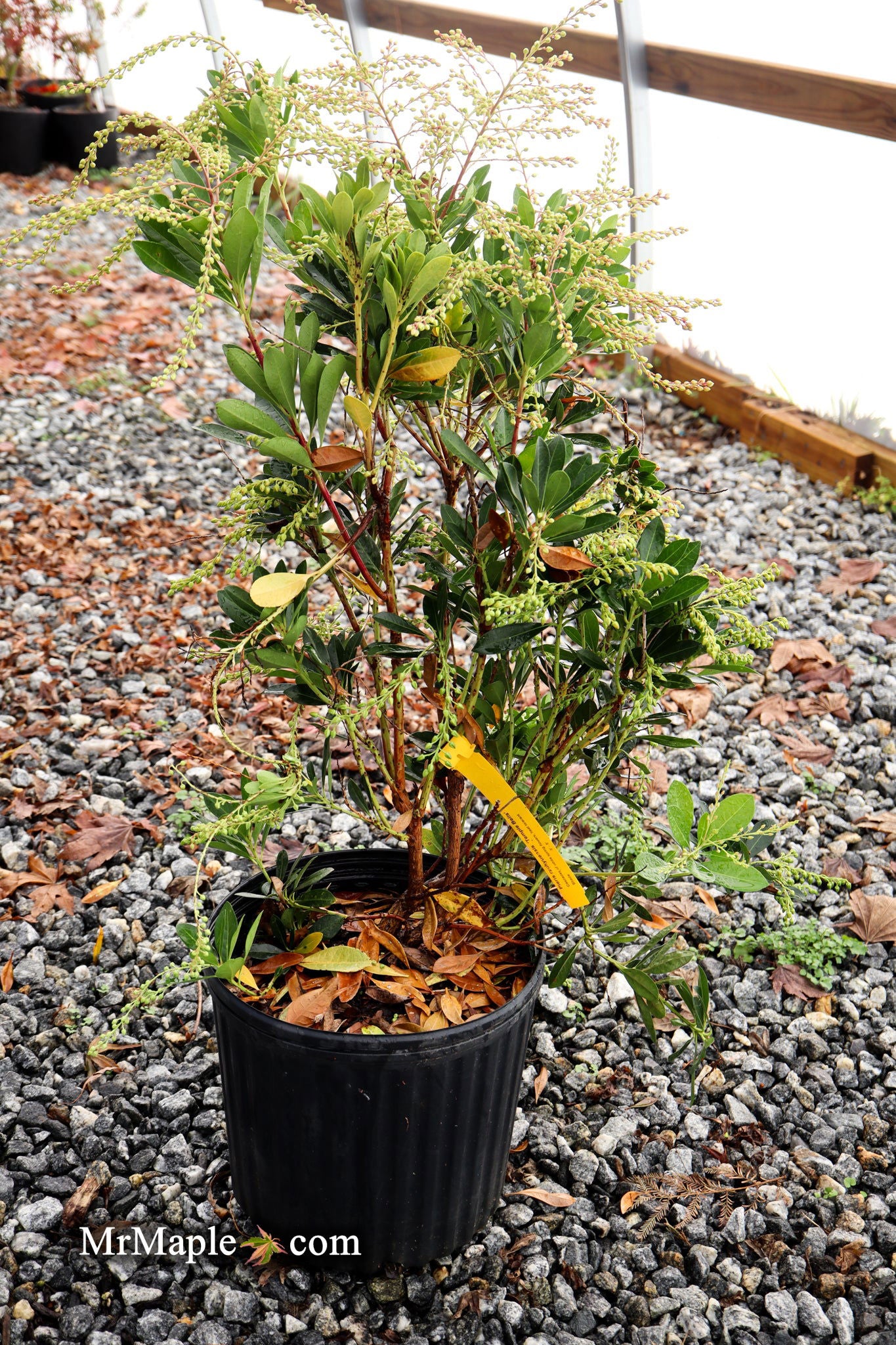 Buy Pieris ryukyuensis 'Temple Bells' Lily of the Valley Bush Andromeda ...