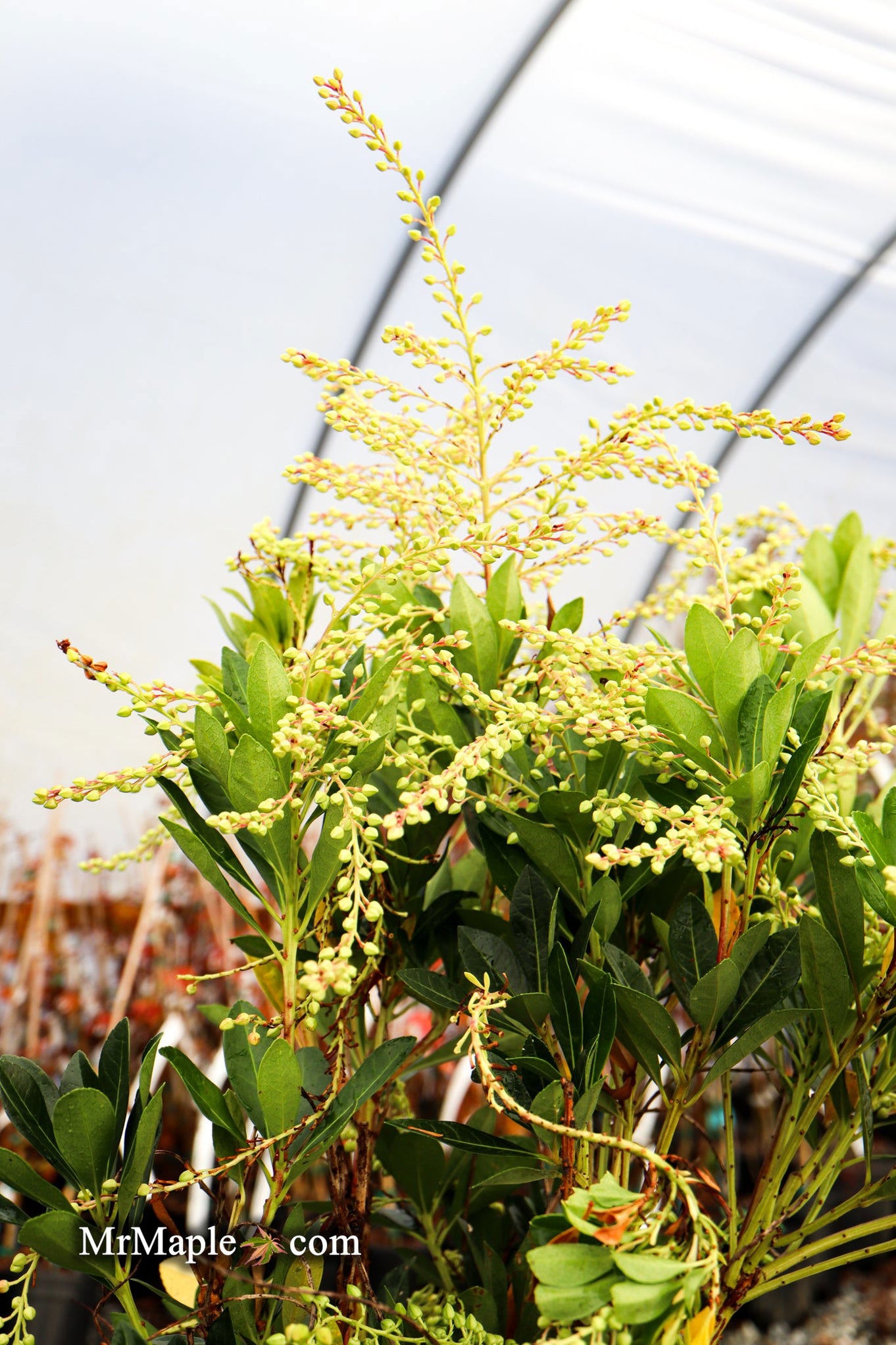 Buy Pieris ryukyuensis 'Temple Bells' Lily of the Valley Bush Andromeda ...