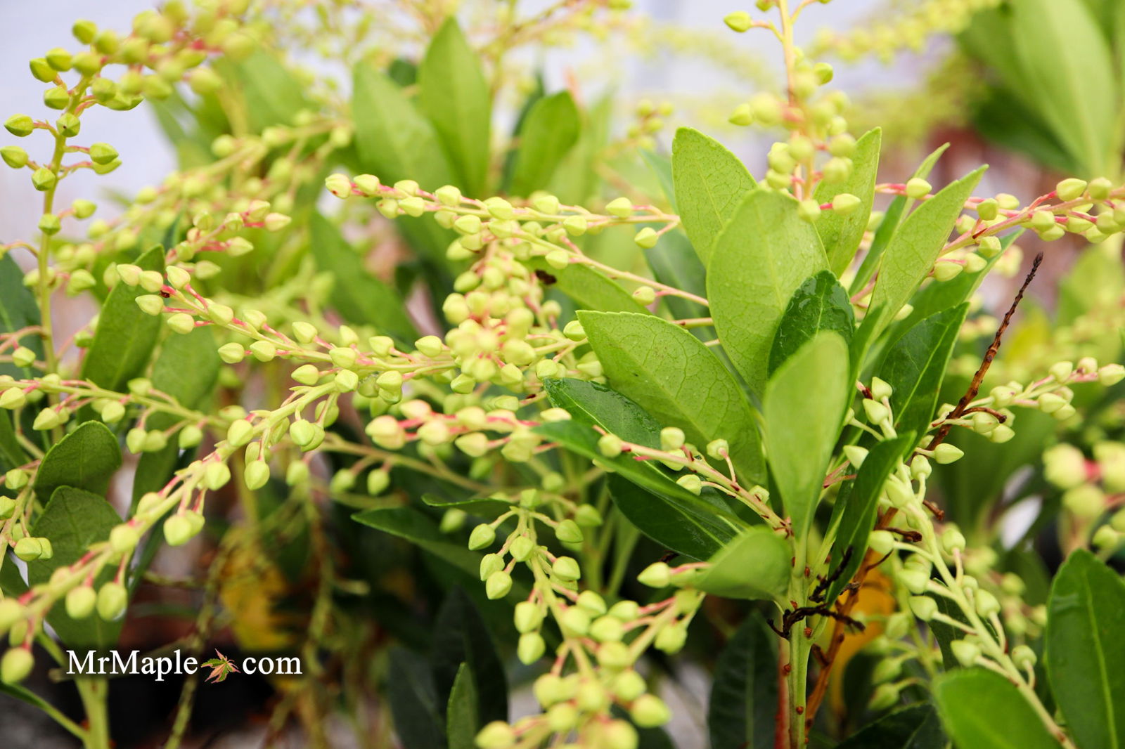 Buy Pieris ryukyuensis 'Temple Bells' Lily of the Valley Bush Andromeda ...