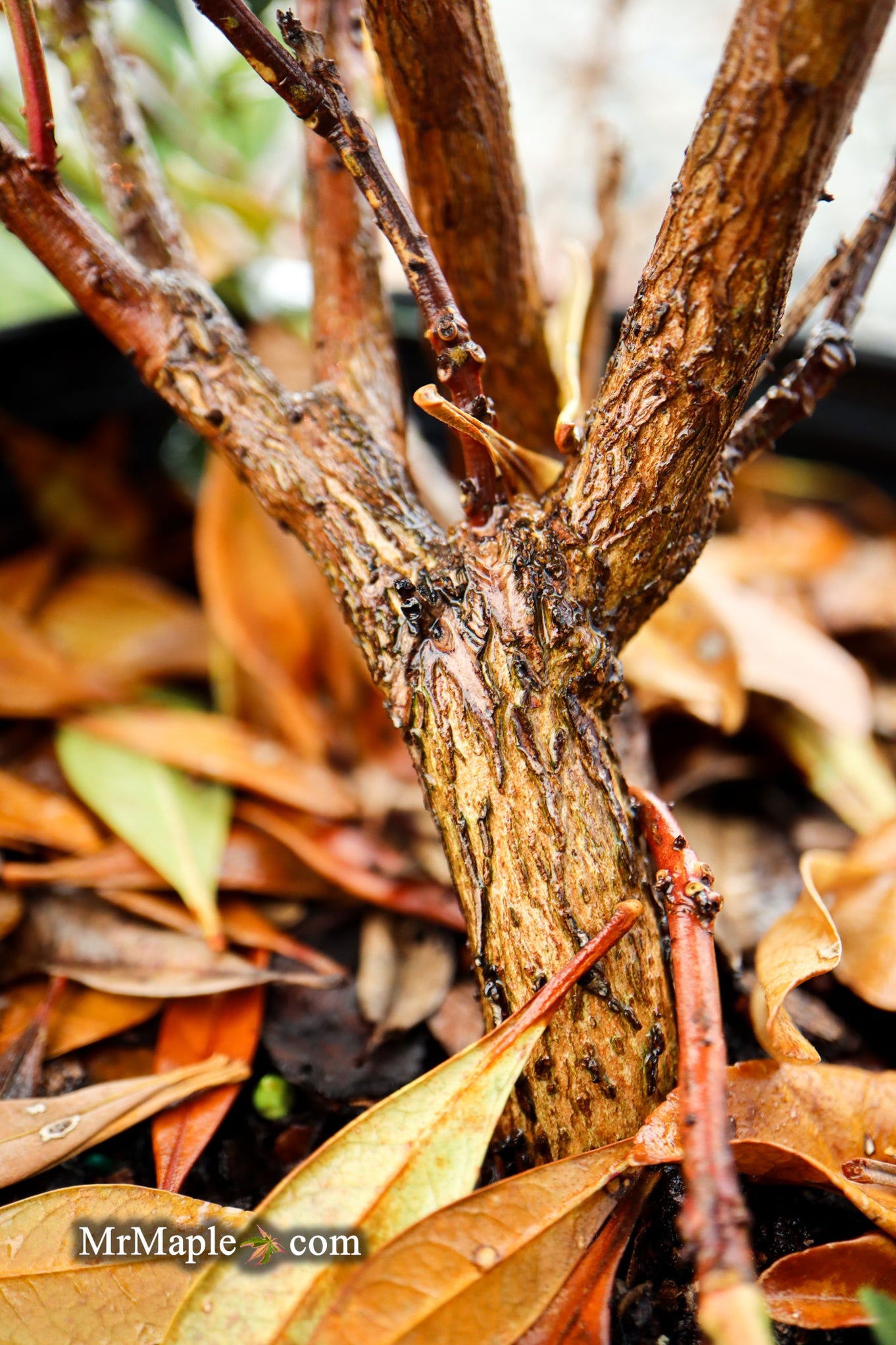 Buy Pieris ryukyuensis 'Temple Bells' Lily of the Valley Bush Andromeda ...
