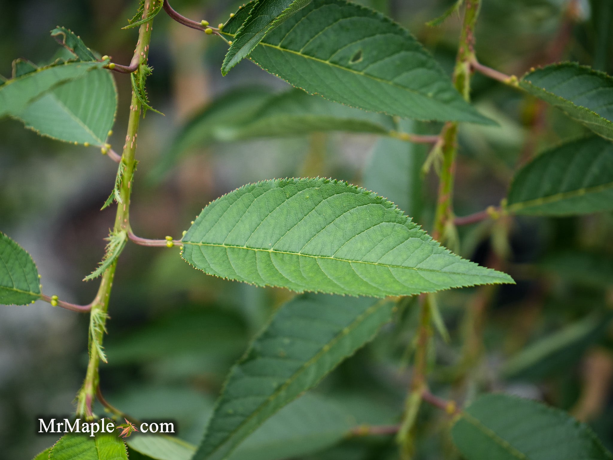 Buy Prunus 'Pink Cascade' Pink Flowering Cherry Tree — Mr Maple │ Buy ...