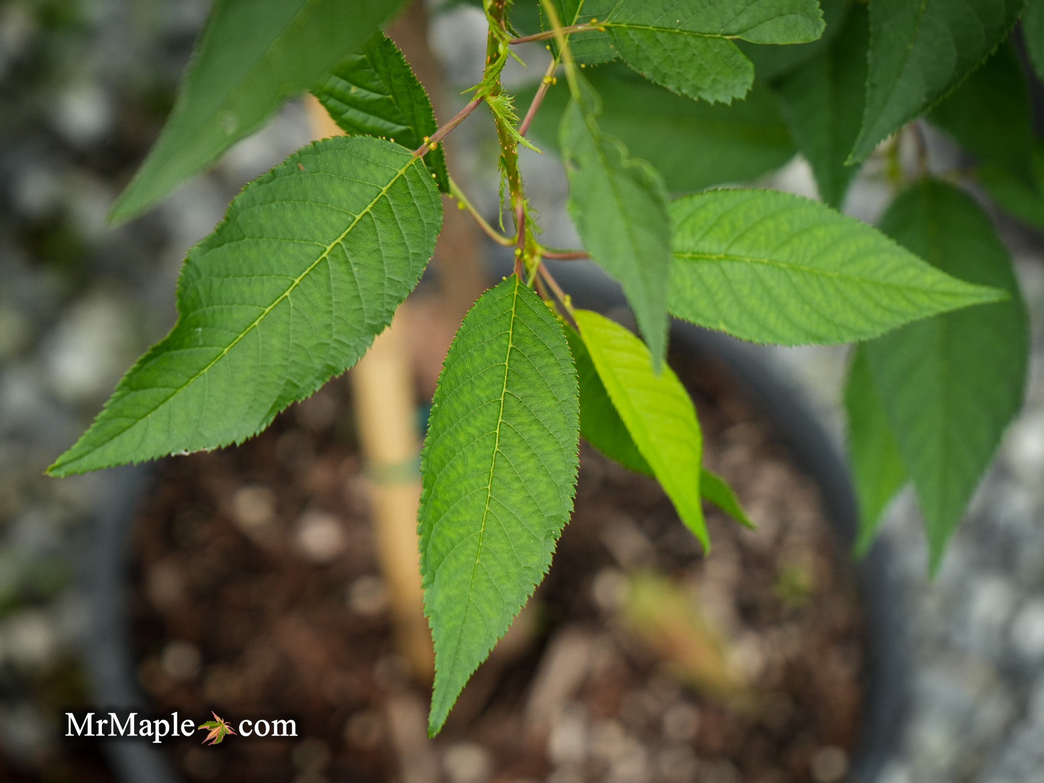 Buy Prunus 'Pink Cascade' Pink Flowering Cherry Tree — Mr Maple │ Buy ...